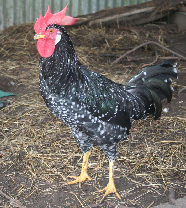 the natural chicken: Ancona temperament can be fatal!