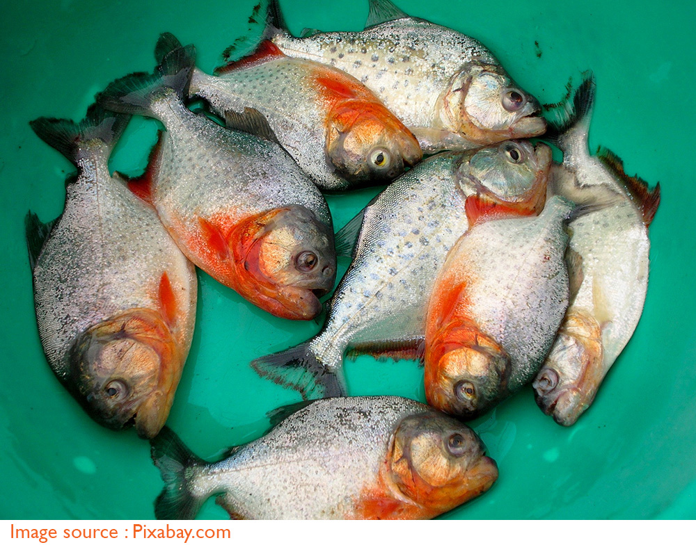 Piranha : The most dangerous amazonian fish - My Curiosity
