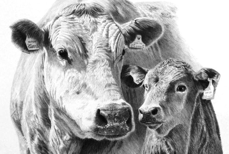 Cara Beternak: 10 Gambar Sapi Terbaik