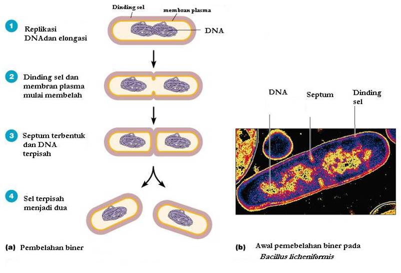 Pembelahan Sel | Let's Learn Biology