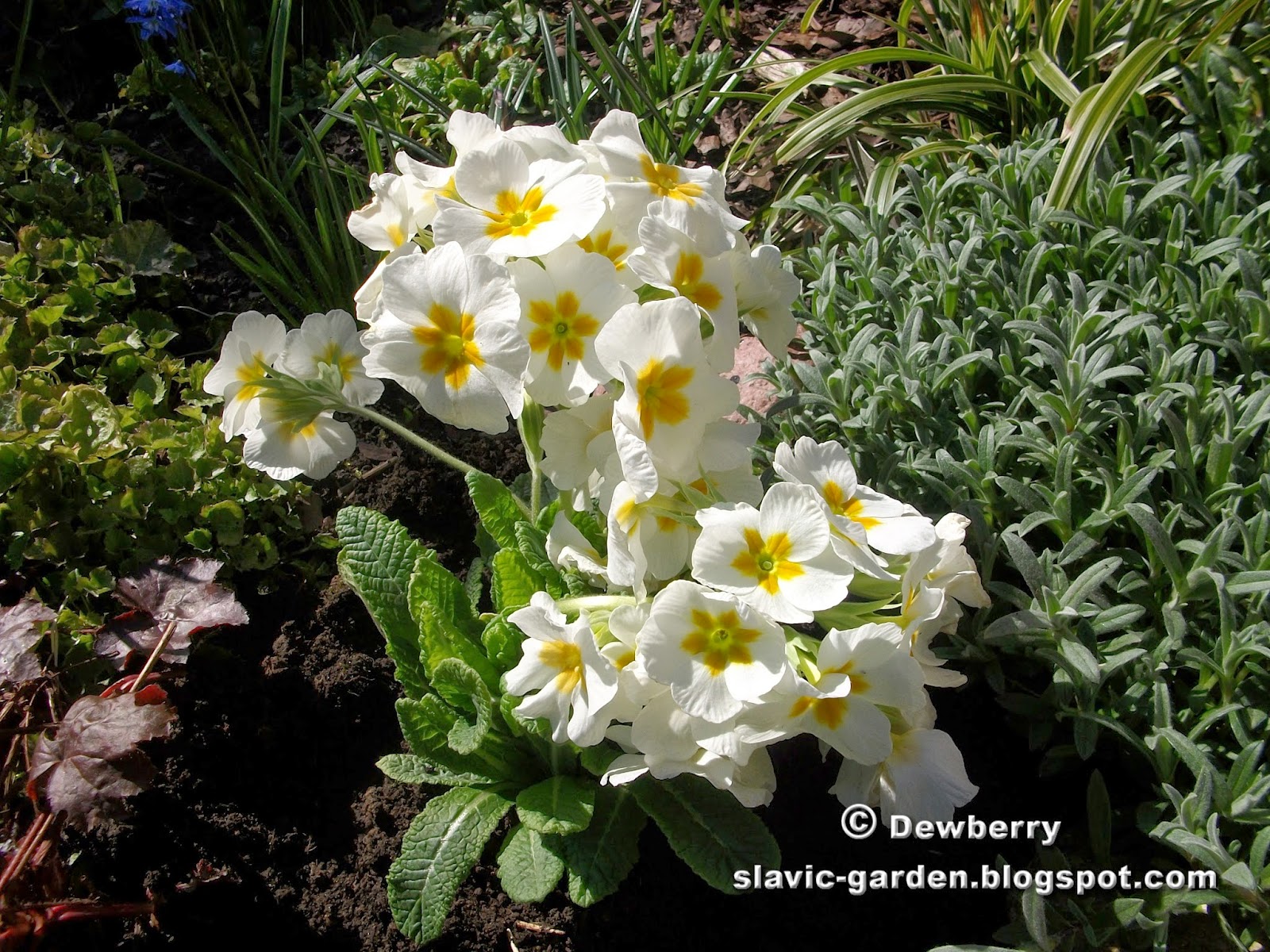 Slavic Garden - Słowiański Ogród: Primroses and pansies // Bratki i ...