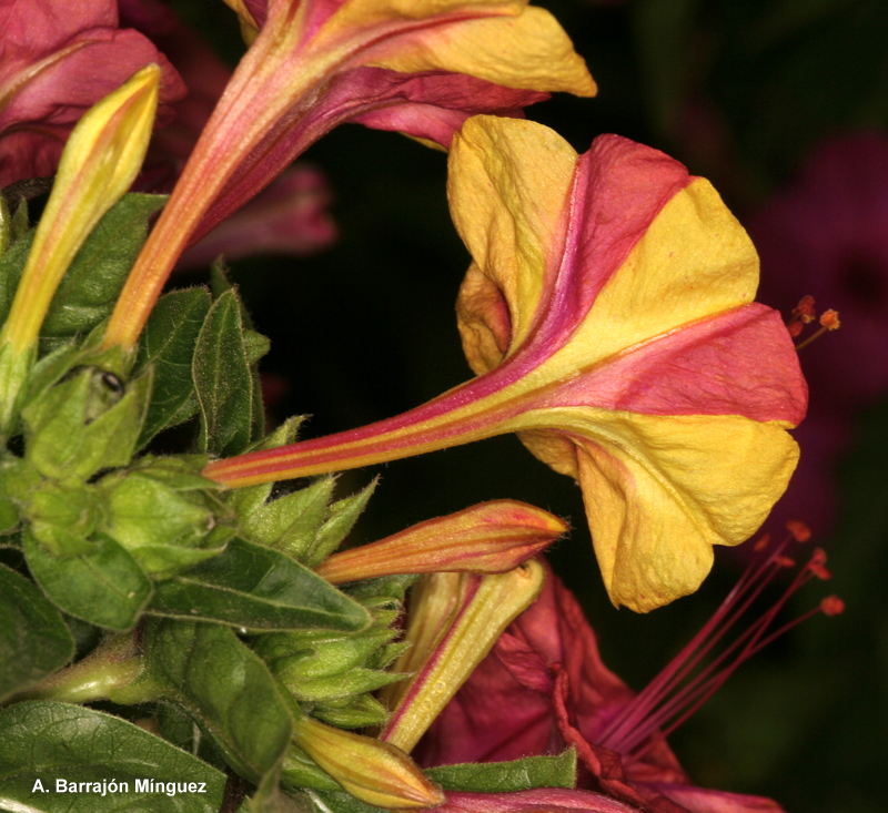 Naturaleza Viva: Mirabilis jalapa L. Fam: Nyctaginaceae