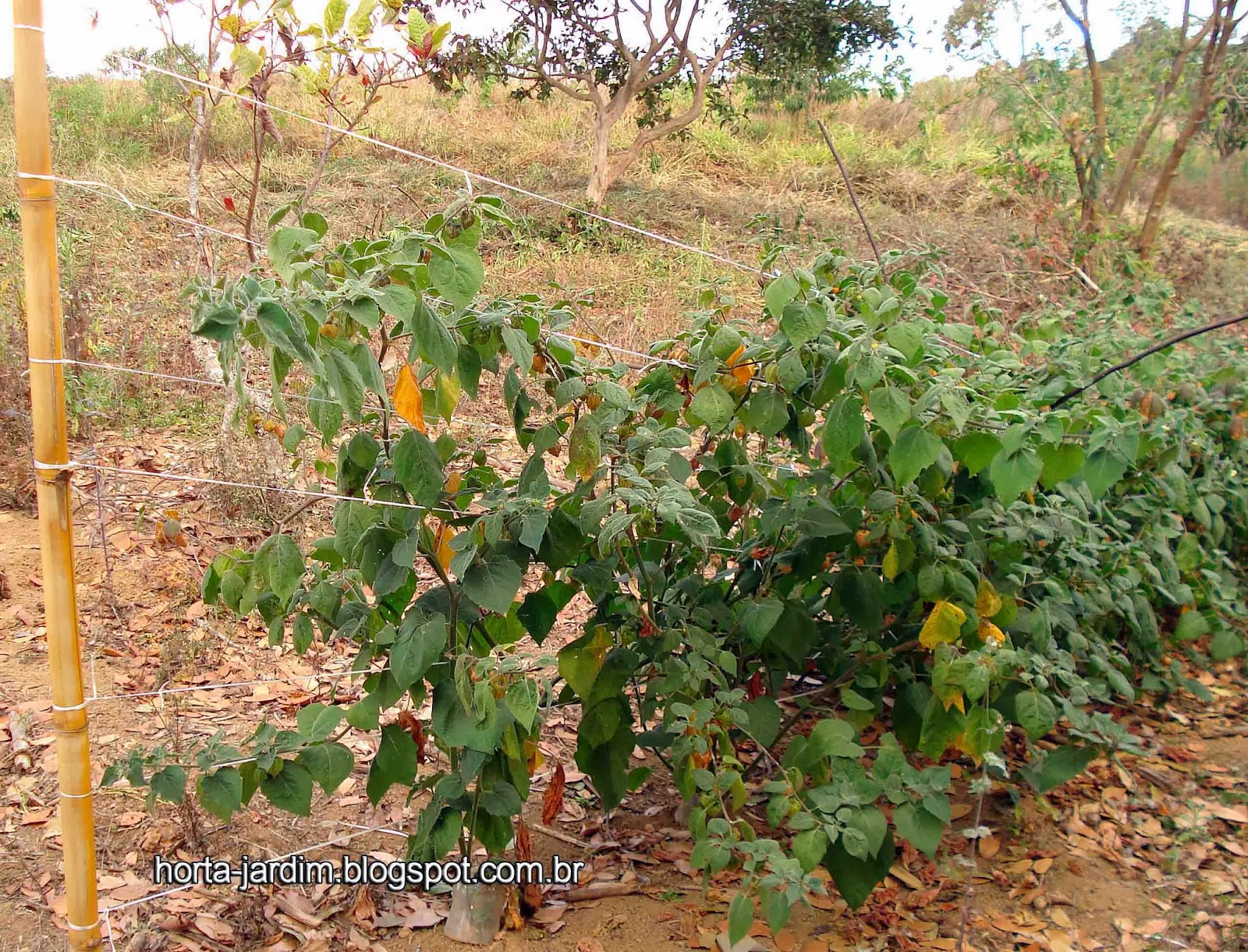 Horta e Jardim: Cultivo de Physalis (Uchuva, Juá de Capote, Golden ...