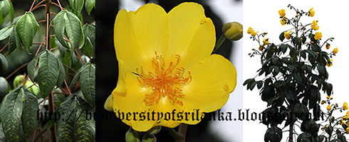 Biodiversity of Sri Lanka: කිණිහිරිය/ඇට ඉඹුල්/එළ ඉඹුල් [Kinihiriya/Ata ...