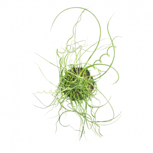 CuerpoyCiudad-Sf: Rizoma