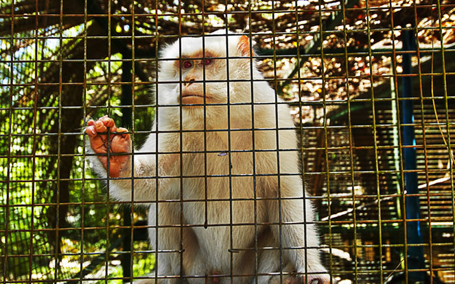 Bali Blog Weekly - Ubud - Bali - Indonesia: Tasikoki Wildlife Rescue Center