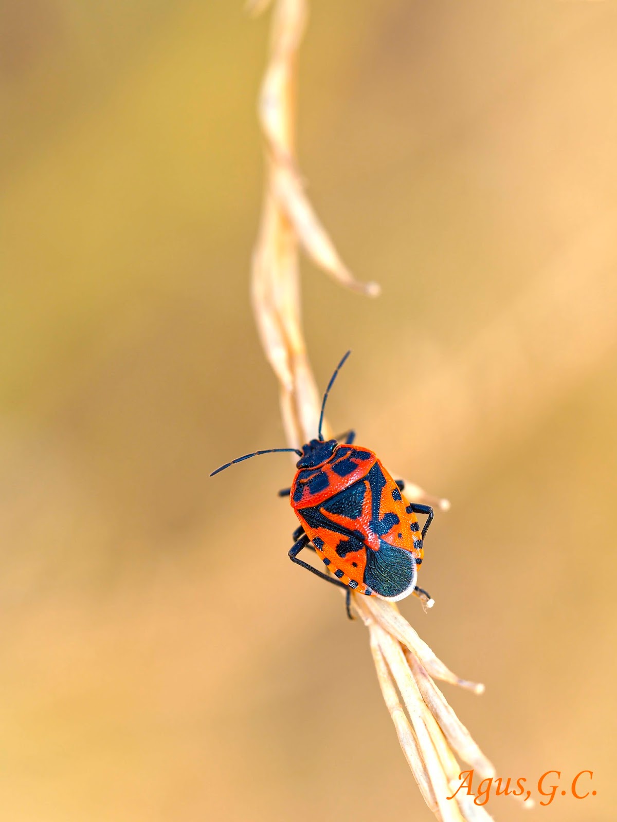 Associació Fotogràfica Jaume Oller: Eurydema ornata.