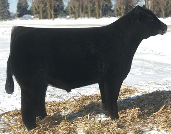 Lautner Farms: Calving Ease Recommendations