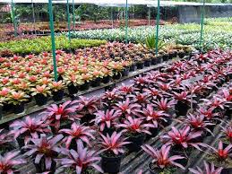 bromelia landscape | Tukang Taman Tanaman Hias