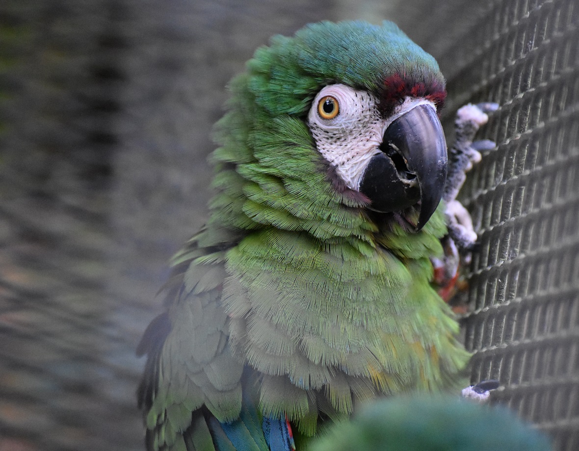 ZOOTOGRAFIANDO (6.100 ANIMALS): GUACAMAYO SEVERO / CHESTNUT-FRONTED ...