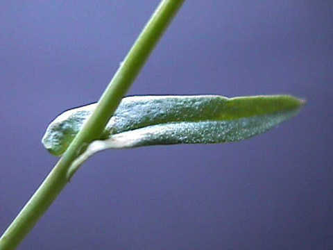 Hoja sésil - Botánica integra