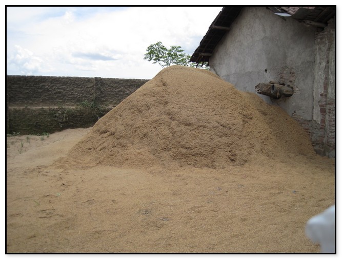 Macam - Macam Sekam Padi dan Manfaatnya - Seputar Pertanian