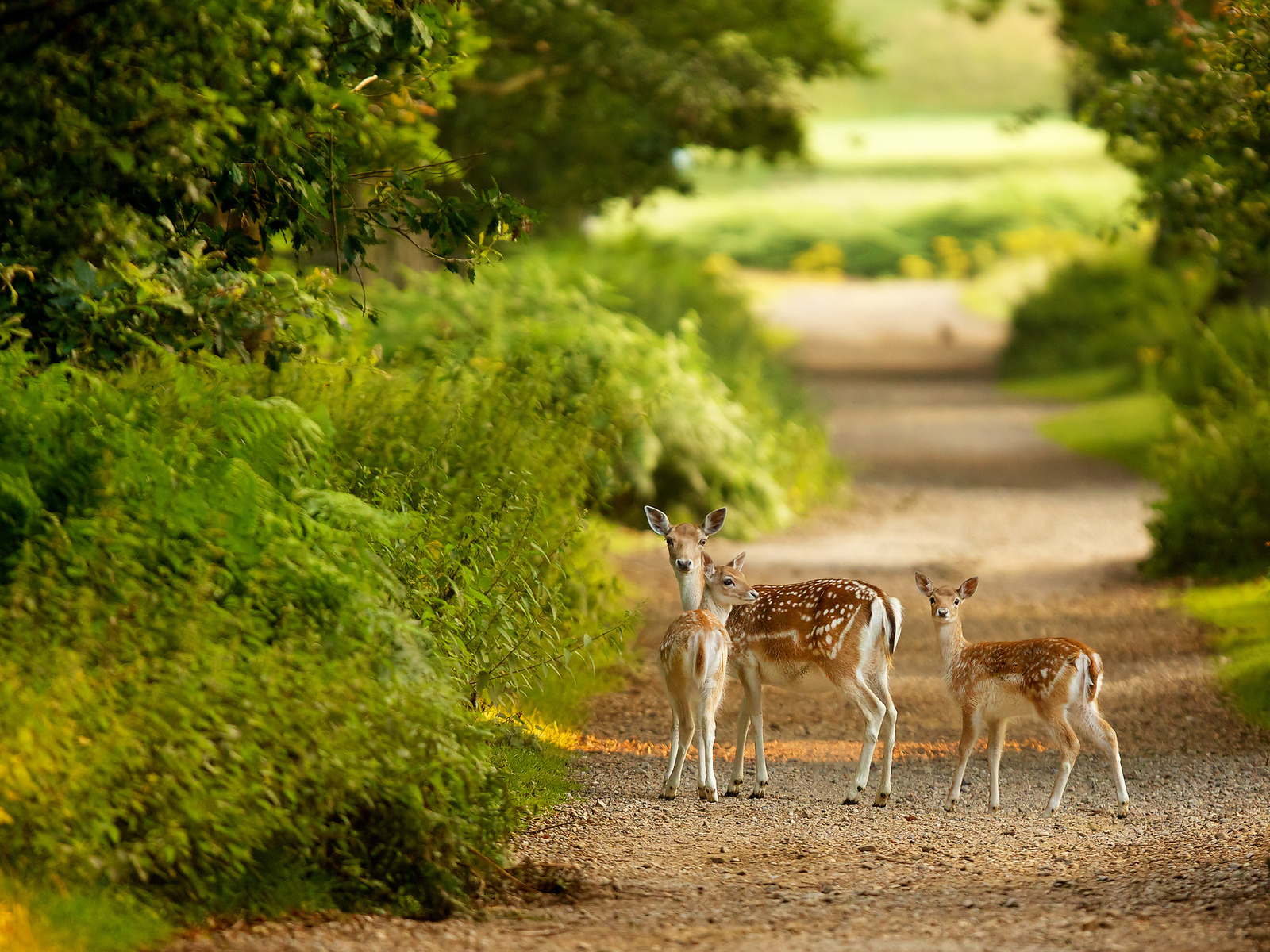 Cute Gazelle Family Looking at Camera HD Wallpaper | HD Nature Wallpapers