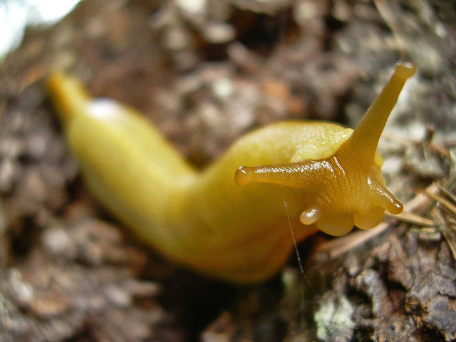 The Banana Slug Natures Giant Recycler The Ark In Space