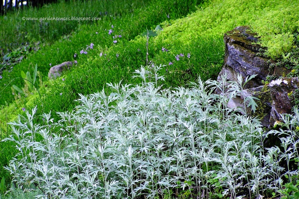 Garden Sense: Contrast Adds Interest