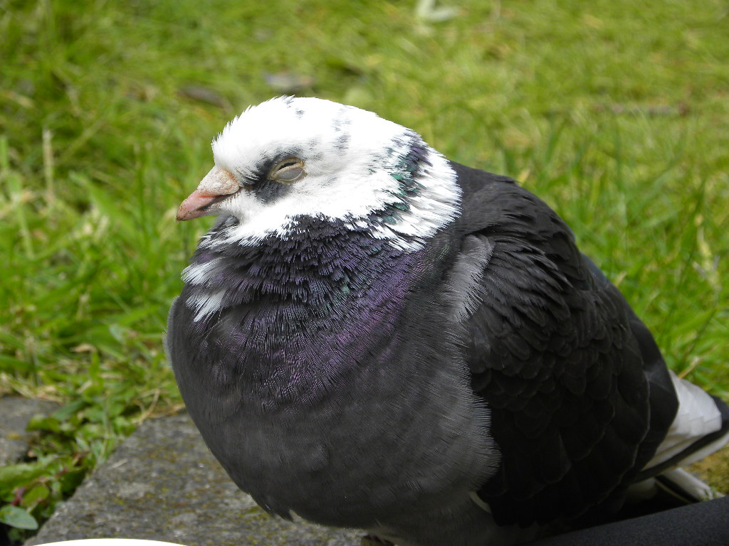 Racing pigeons | pigeons