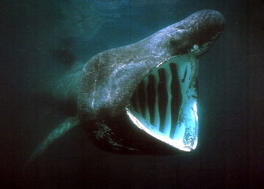 Un'evoluzione ferma 450 milioni d'anni | Sequenziato il genoma dello ...