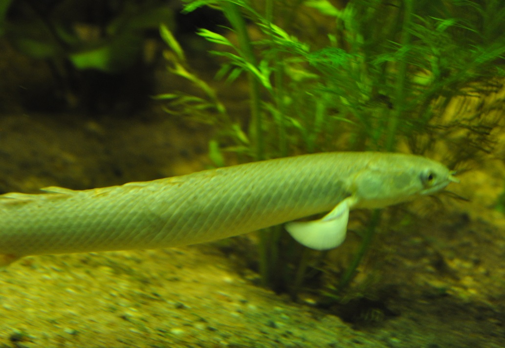 ZOOTOGRAFIANDO (6.057 ANIMALS): BICHIR DE SENEGAL / GRAY BICHIR ...