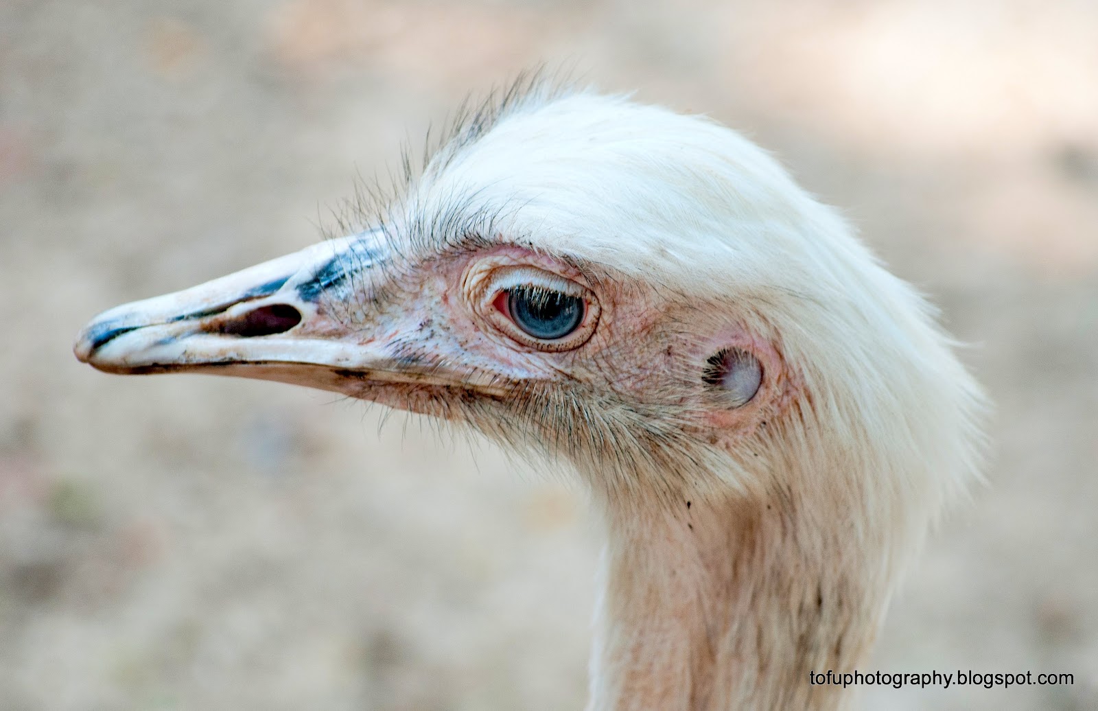 Tofu Photography: Rhea Bird pt 2