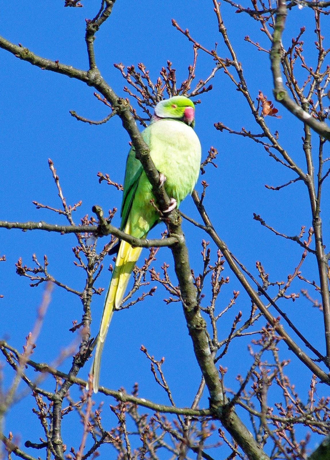 Essays and Diversions: Windsor Great Park