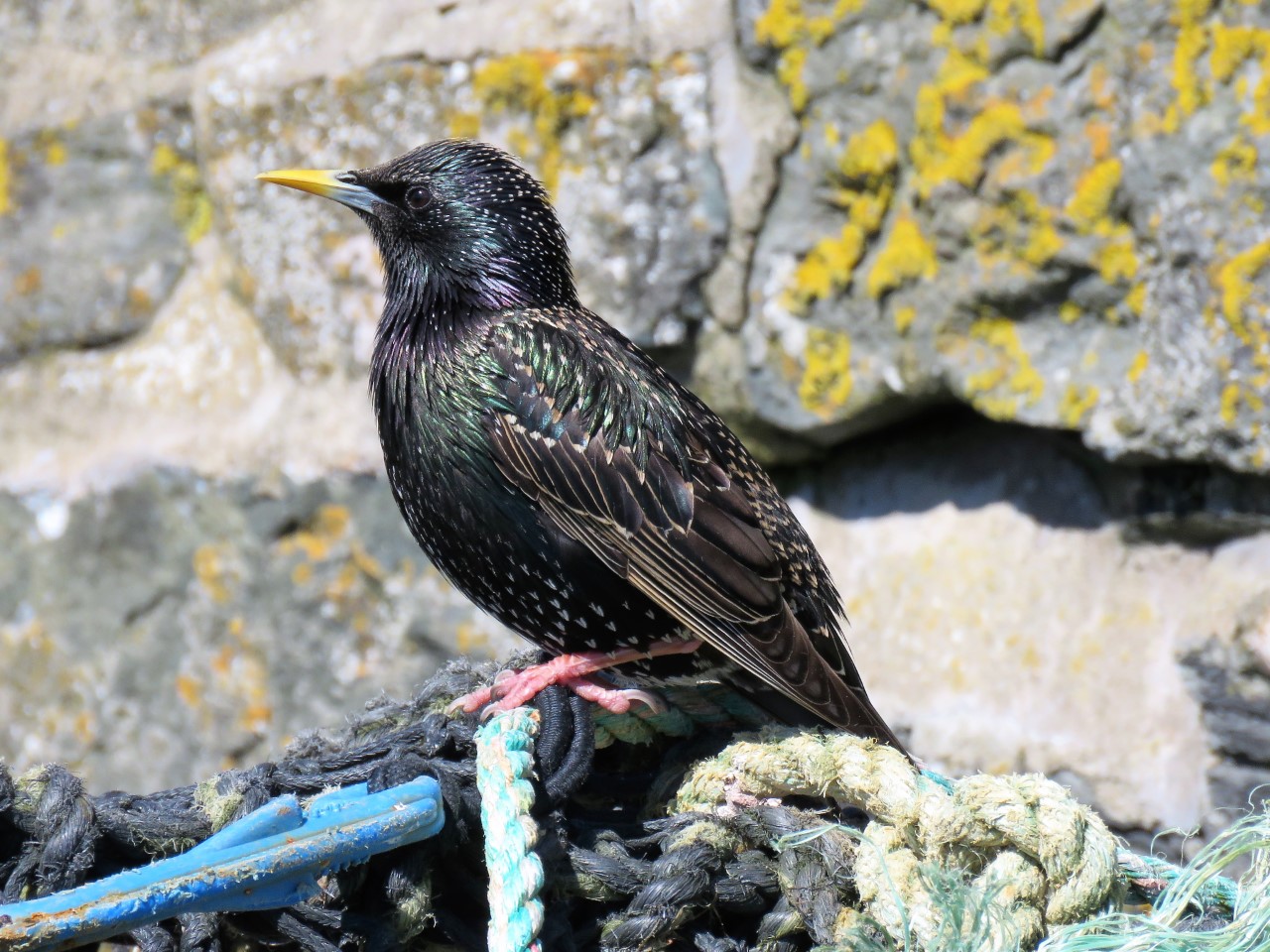 NI Bird Pics: Starling - Alistair McLean