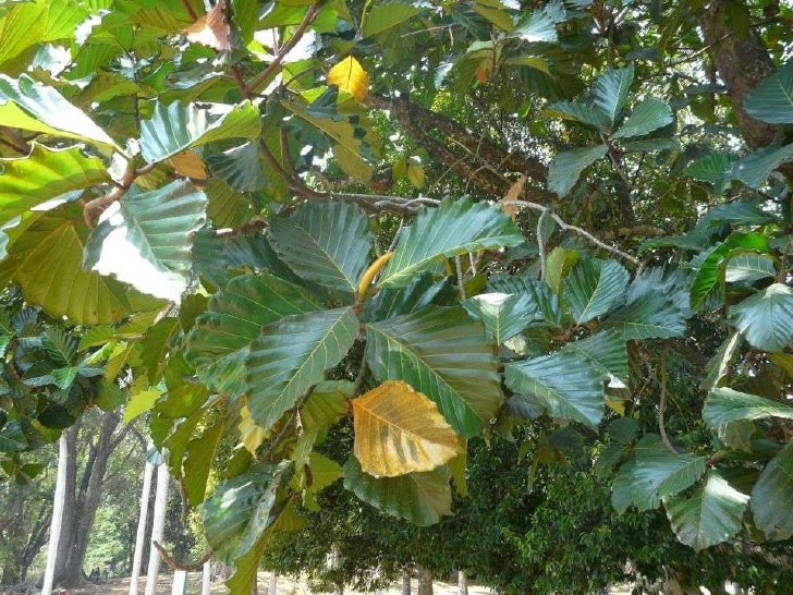 පැන්සල: සිංහරාජ වනාන්තරයේ ශාක පද්ධතිය