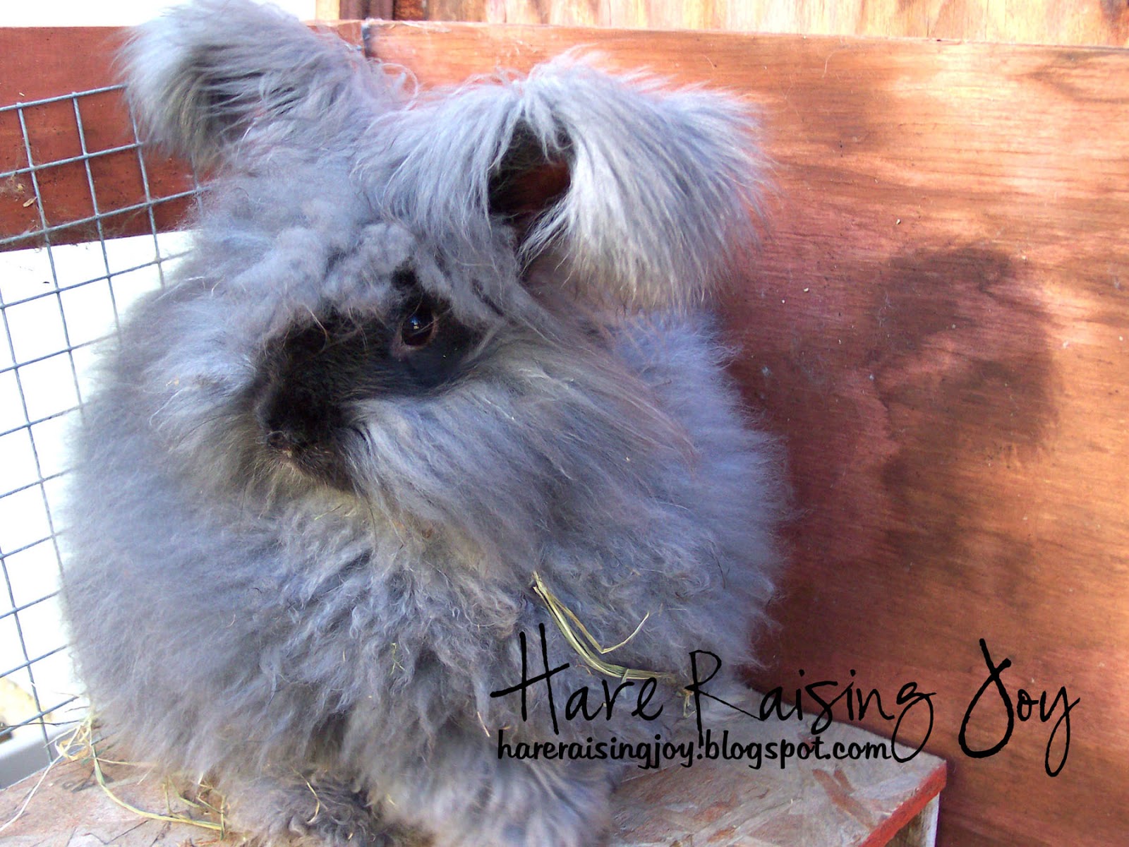 Spare Thyme Ink: Bunny Birthday Party