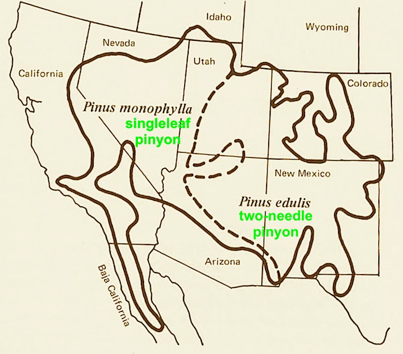 In the Company of Plants and Rocks: This month I’m following hésho tsítonnê