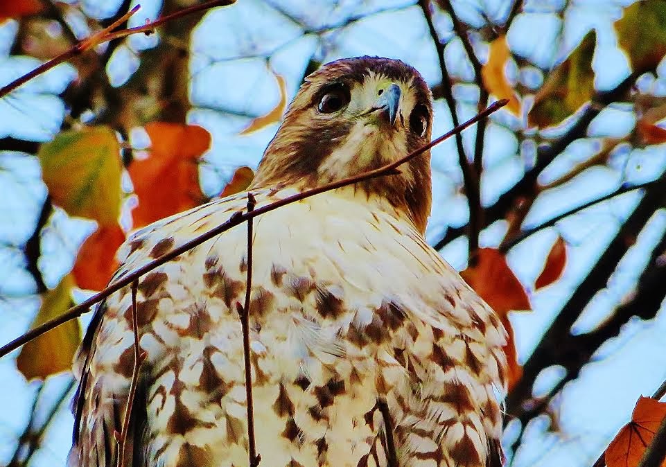 EV Grieve: Yesterday's hawk — today