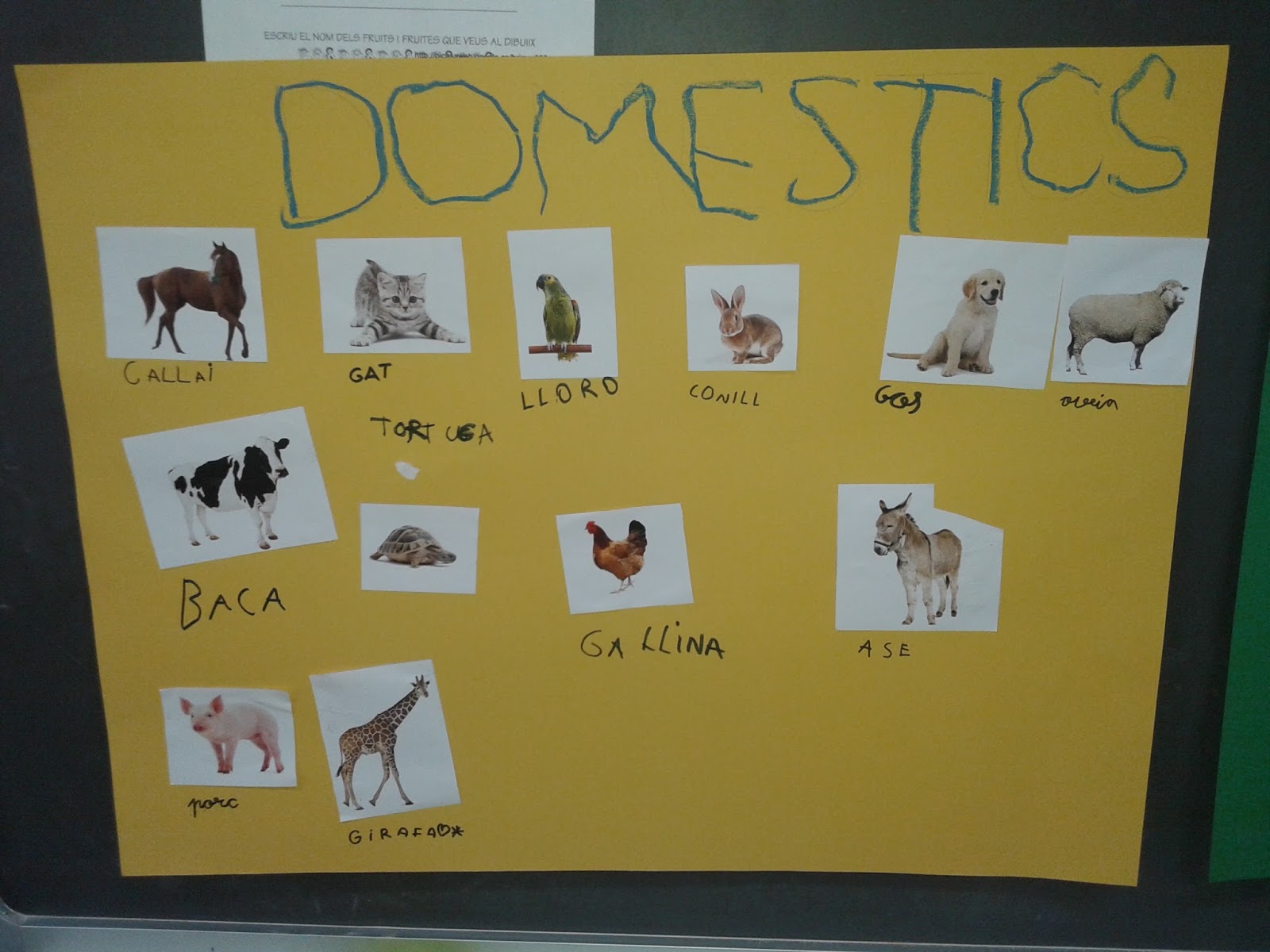 Las aventuras del PIMM: ¡Conocemos los animales!