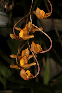 Gongora galeata care and culture | Travaldo's blog