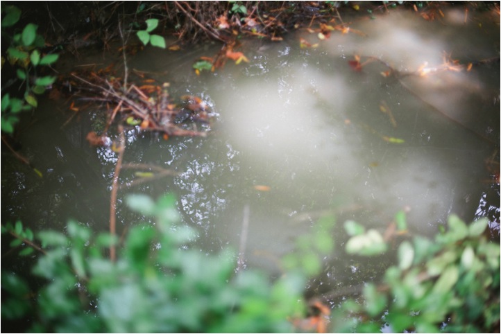 The Southern Swoop Blog