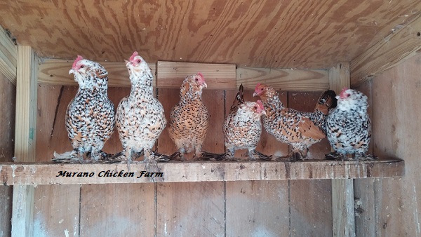 Clarion Chicken Swap - Murano Chicken Farm
