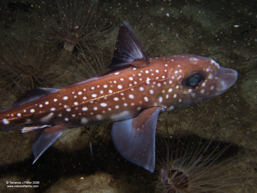 professorbira.com: O que é uma quimera?