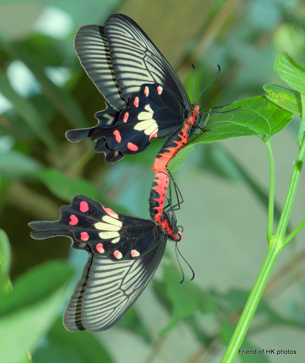 Photographic Wildlife Stories in UK/Hong Kong: The Life Of Common Rose ...