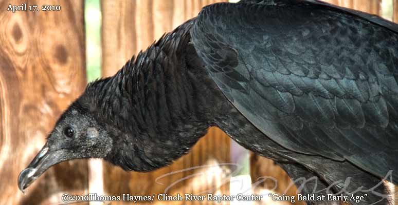 Landing Heron.. awkward beauty Cats, Photos,Jewelry,Jesus: Vultures ...