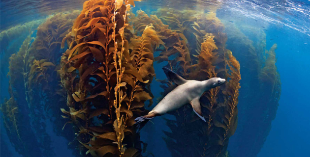 BOSQUES LAMINARIALES