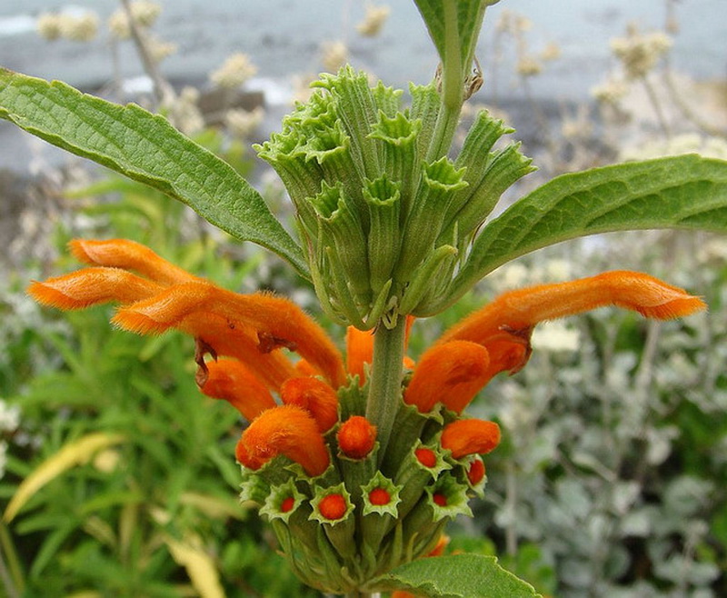 EKOGEO: TEMBAKAU : TANAMAN YANG MENGANDUNG SENYAWA NIKOTIN