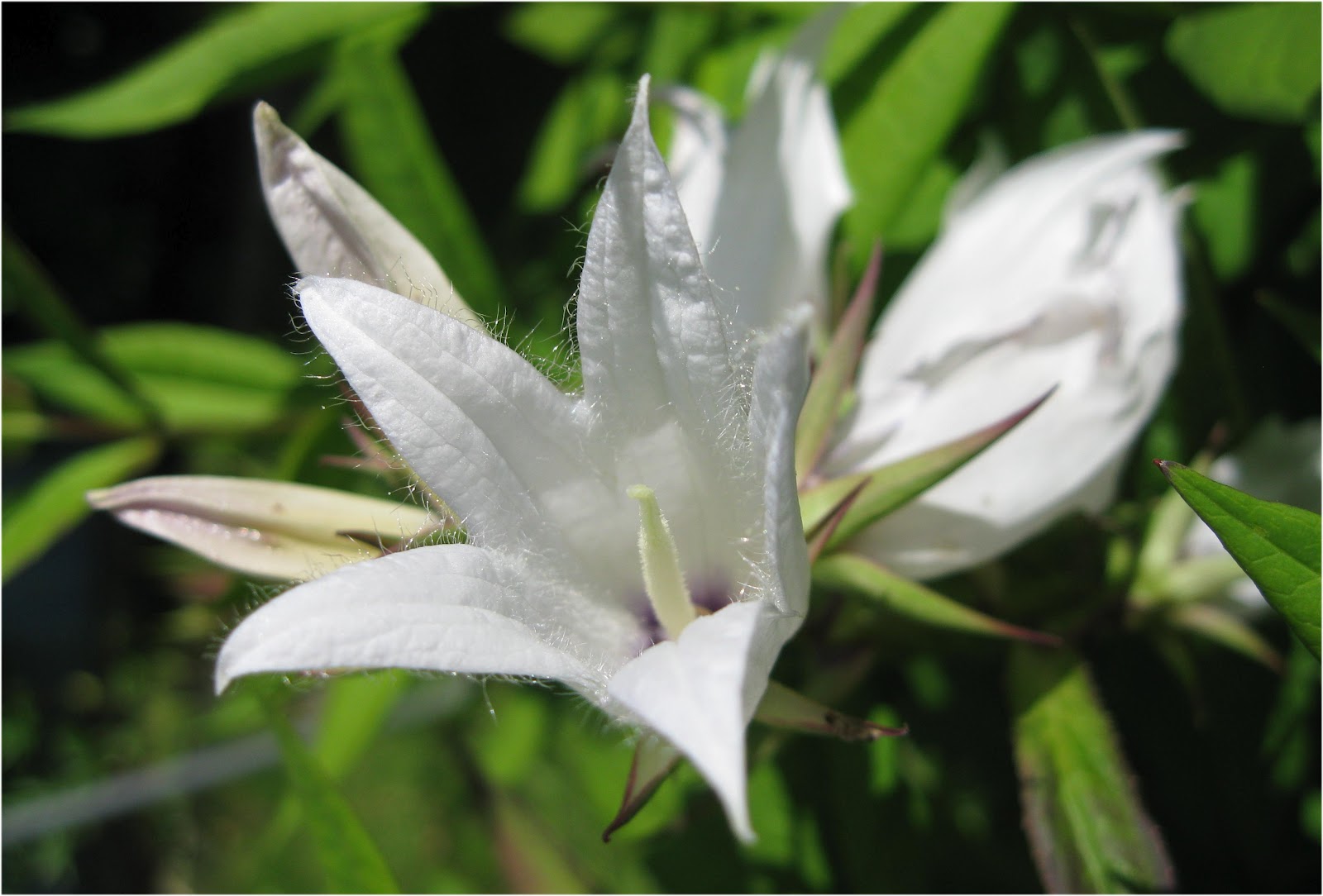 digimages photo: Vita blommor