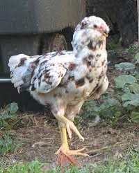 Tavuk Irkları Ve Yumurta Özellikleri - Bililer