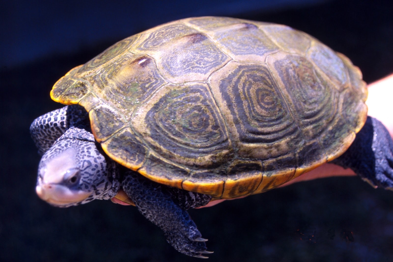 Earth and Space News: Diamondback Terrapins: Big Eyes, Pale Jaws ...