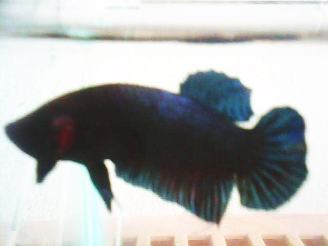 Indonesian Betta Fighter: Betta Fighter Super