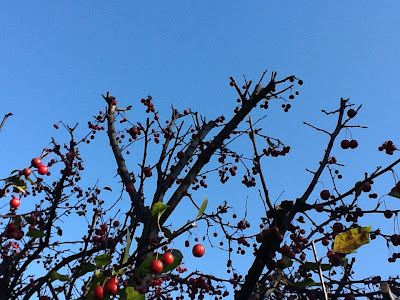 Field Notes: What Topped Trees Look Like