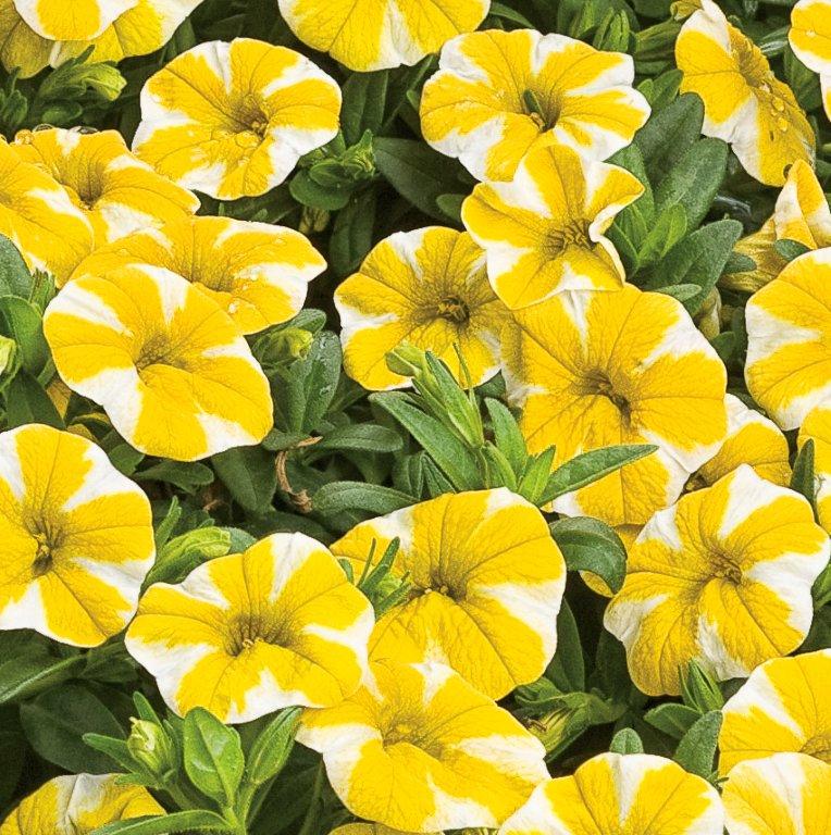 Ornamentals News: More Enticing New Flower Introductions for 2013
