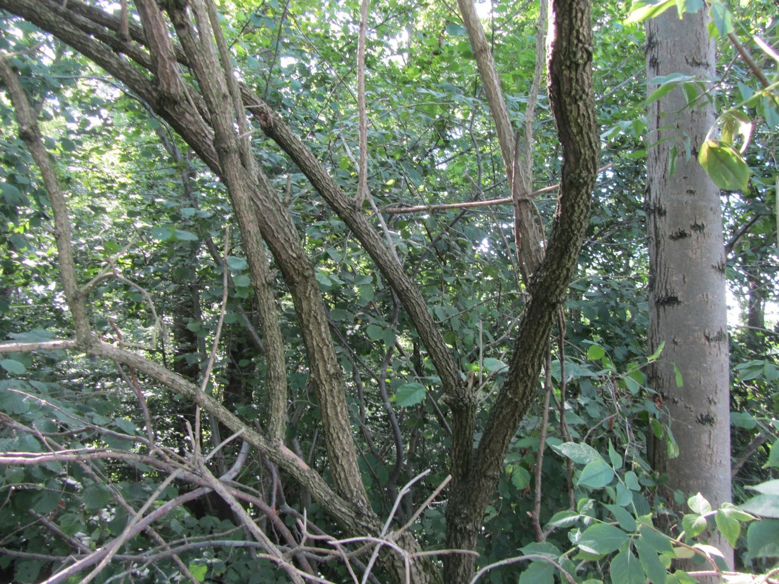 Coltivazione del Sambuco (Sambucus nigra), Dove Cresce? | Il Gusto ...