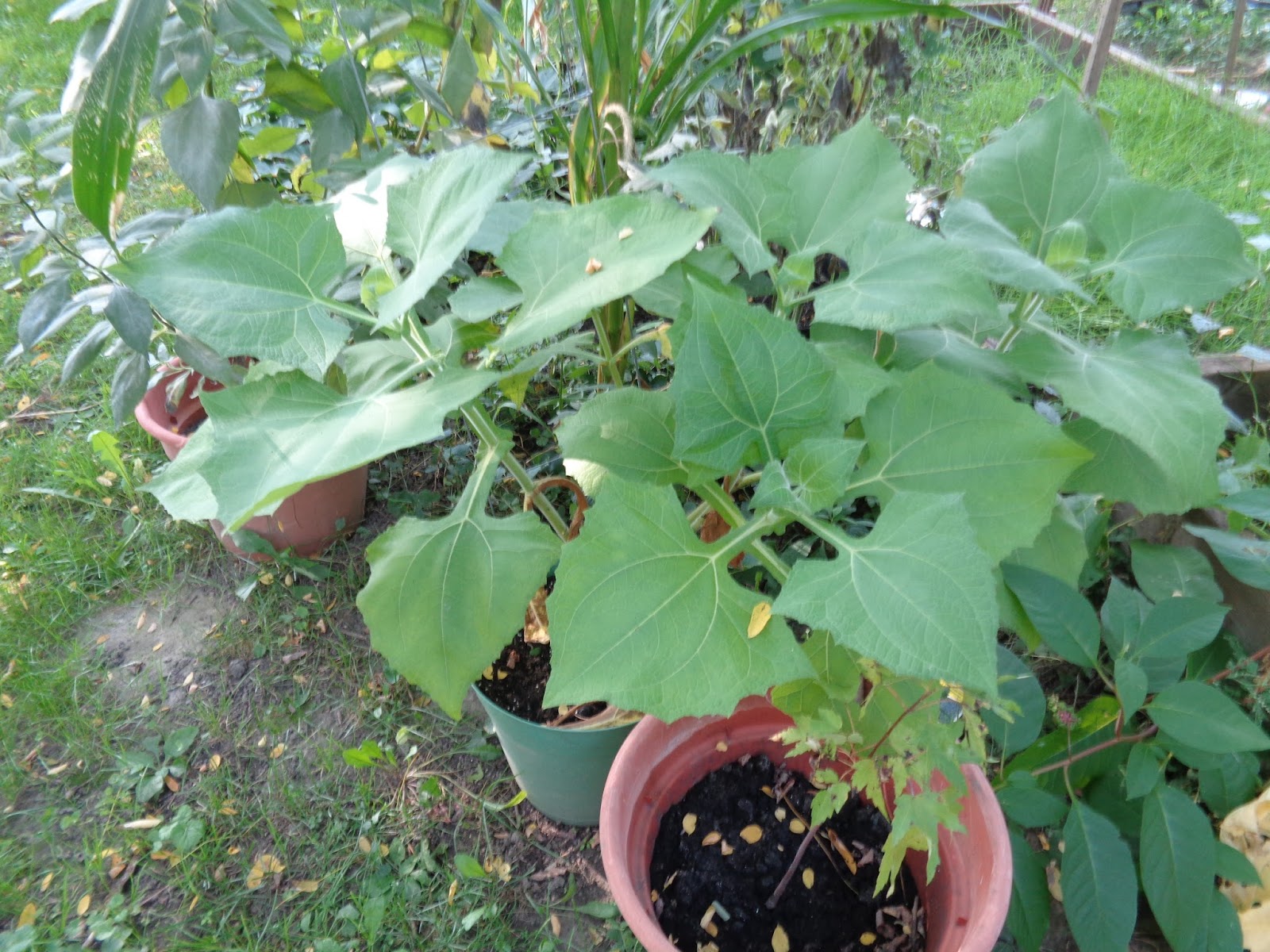 The Perennial Agriculturalist: yacon