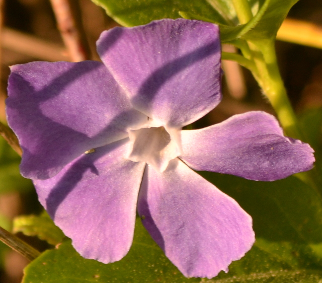 BIOMONCAYO: Vinca major (Hierba Doncella)