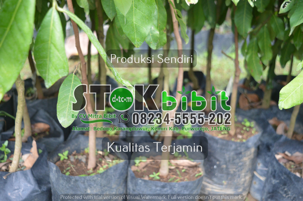 BIBIT JERUK GARUT ASLI Garut Jawa Barat Indonesia likes talking about ...