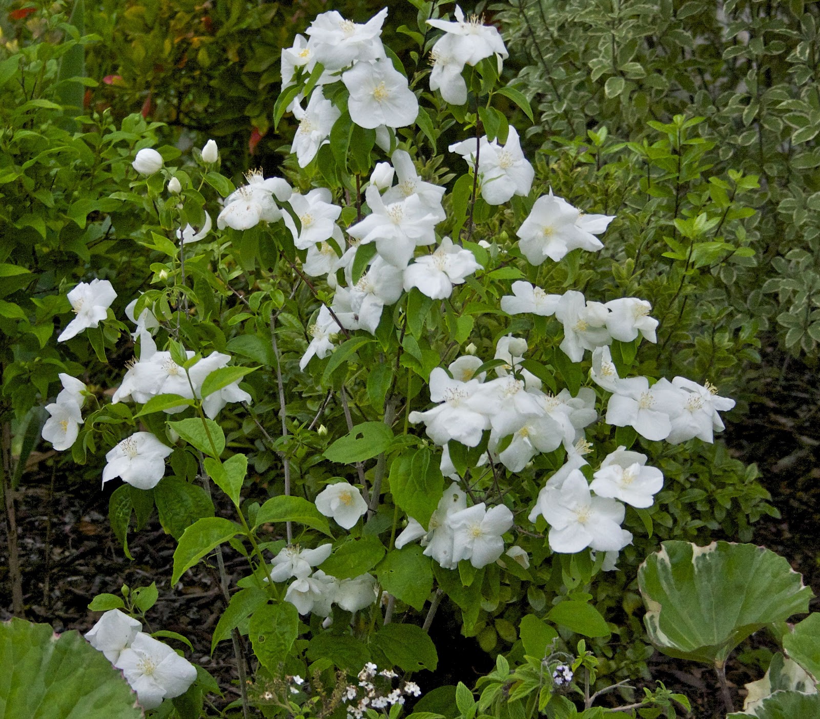 The Gardens of Petersonville: What's Blooming in the Moonlight Garden?