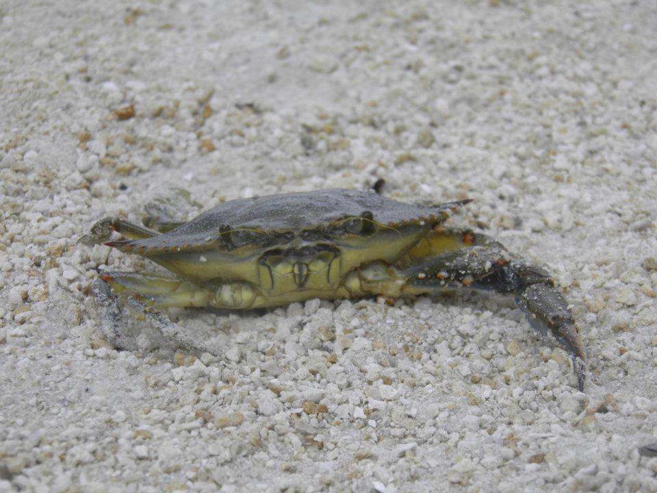 Florida Keys Charterboat Fishing, Islamorada Fishing Charters,Key Largo ...